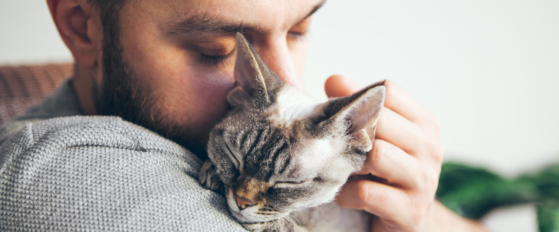 10 Tips to Become the Best Cat Owner | TrustedHousesitters.com