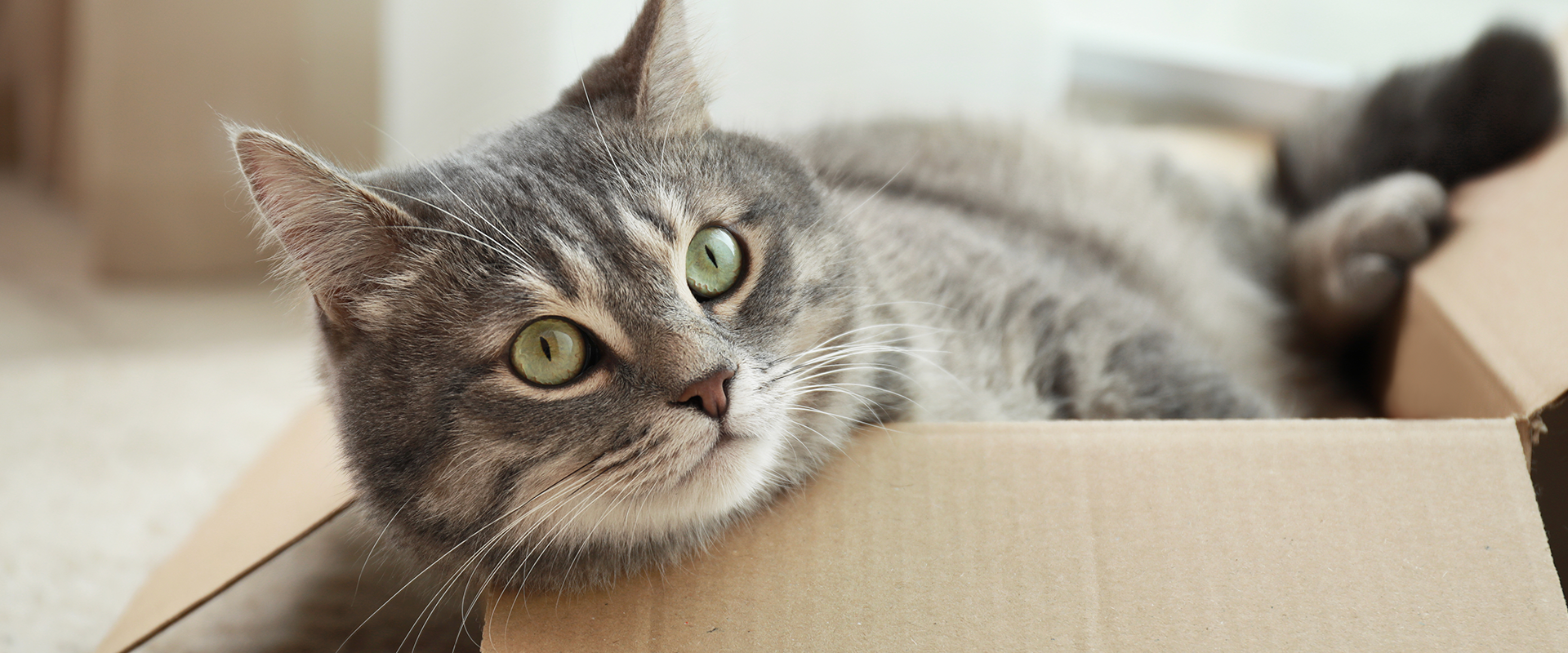 Why Do Cats Like Boxes? | TrustedHousesitters.com