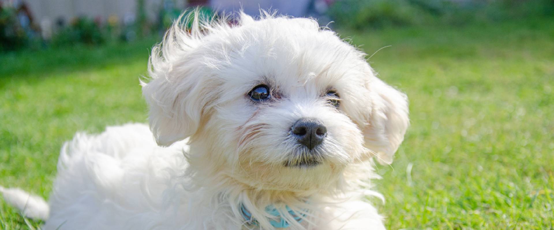 Cavapoo Breed Guide | TrustedHousesitters.com