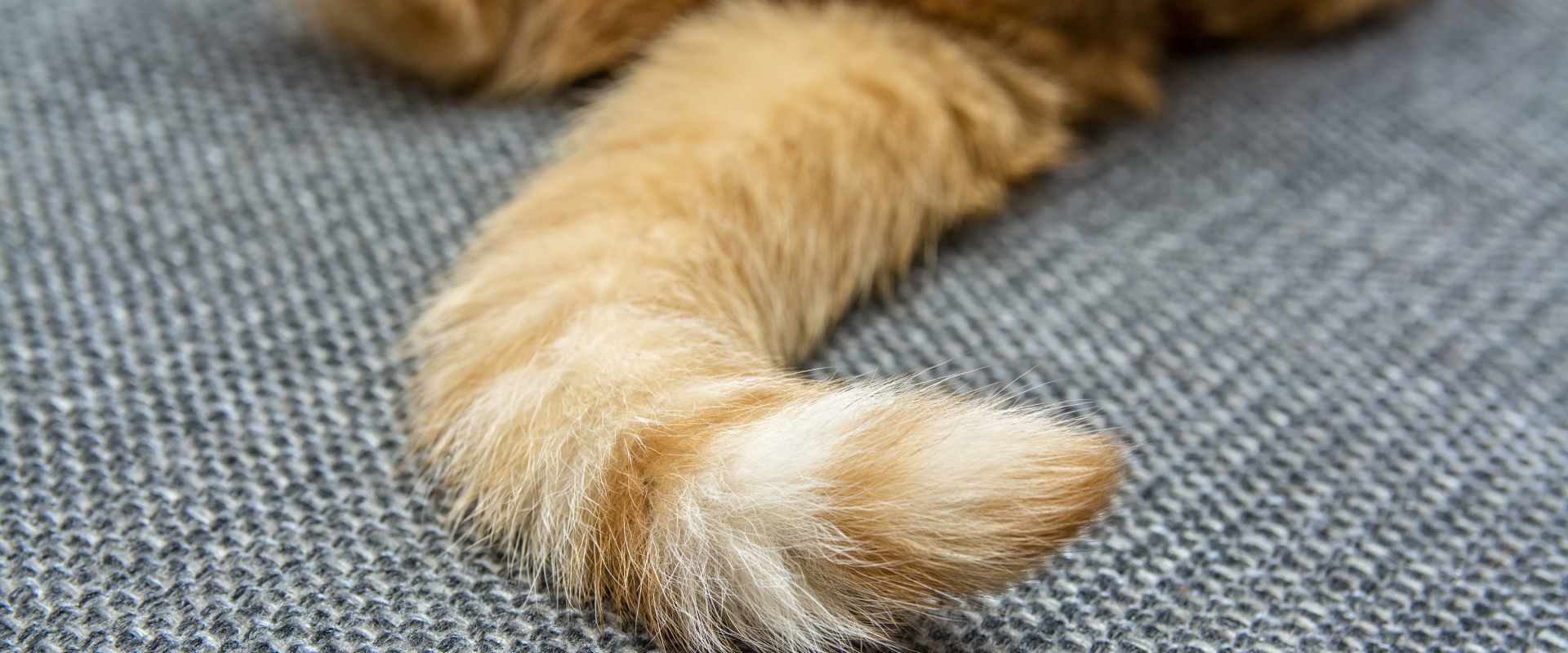 Why do cats have tails? The tell-tail truths and facts ...