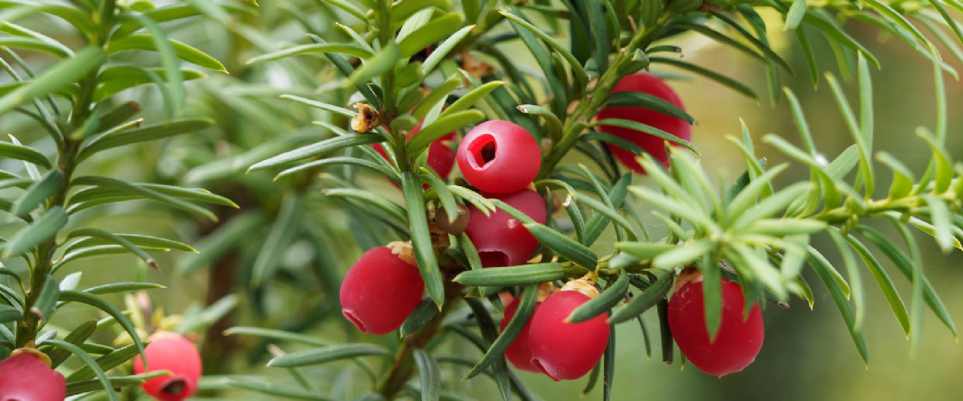 Is Yew Poisonous to Dogs? | TrustedHousesitters.com