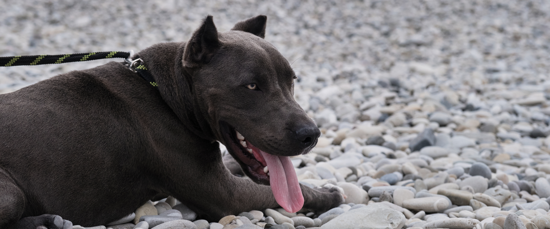 Human names for dogs | TrustedHousesitters.com