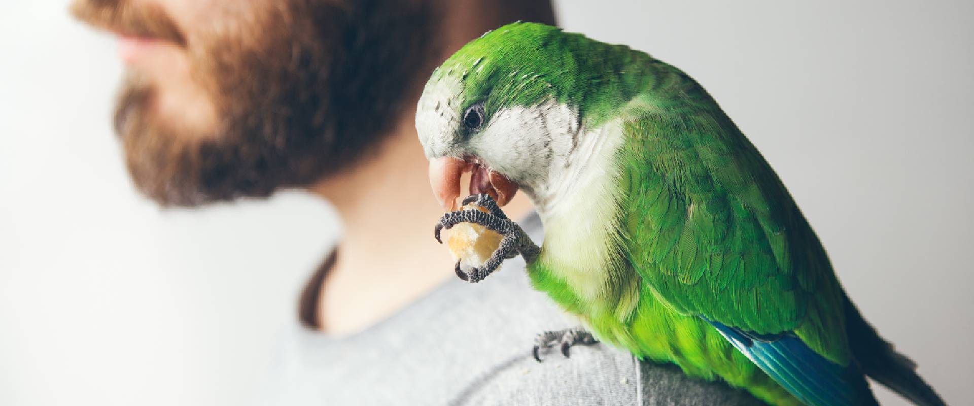 How to Take Care of a Bird: Tips for Bird Care | TrustedHousesitters.com