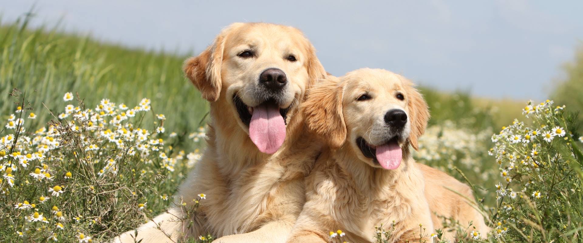 Two Golden Retriever Puppies
