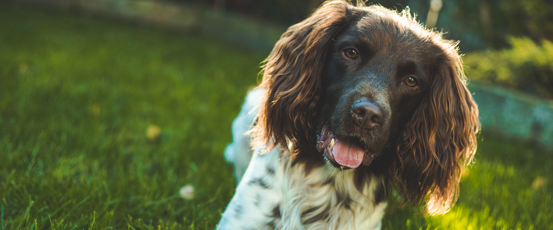 Springer Spaniel vs Cocker Spaniel: What’s the Difference ...