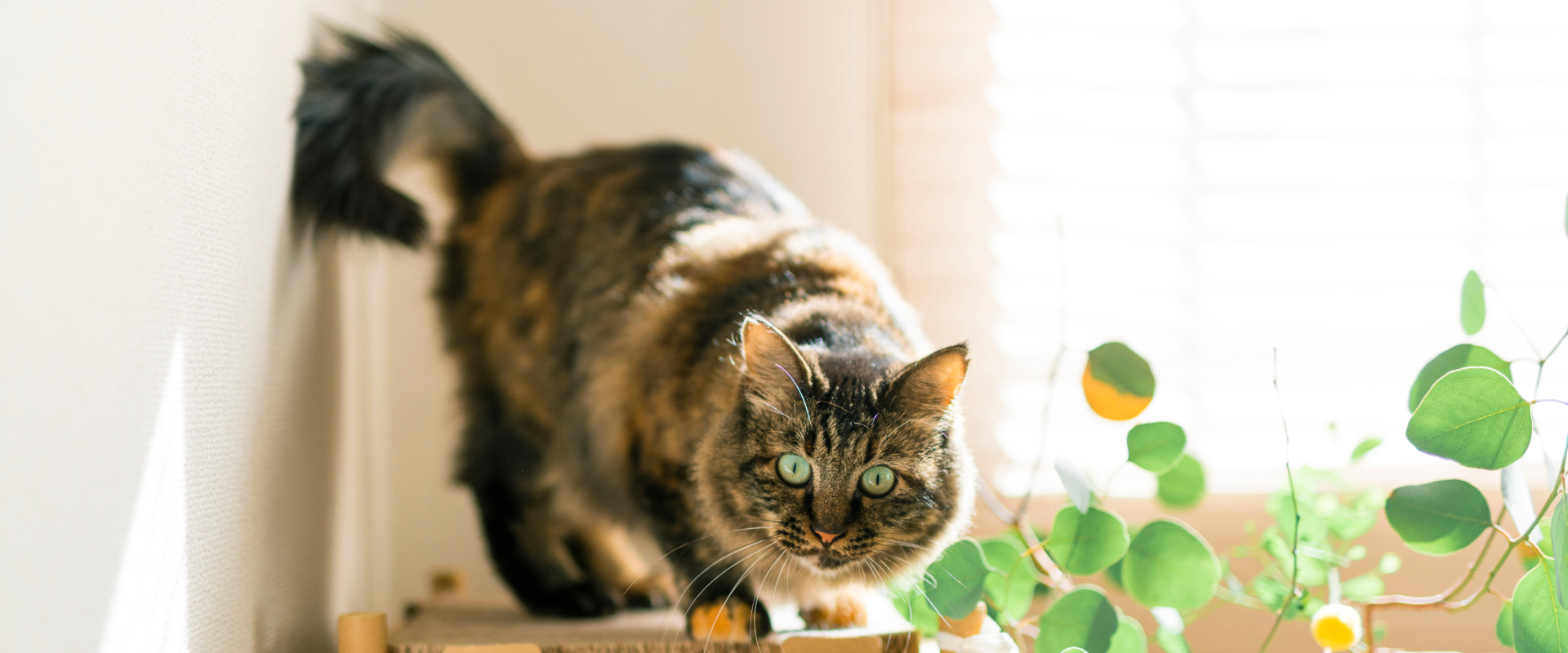 Tortitude: understanding your tortoiseshell cat | TrustedHousesitters.com