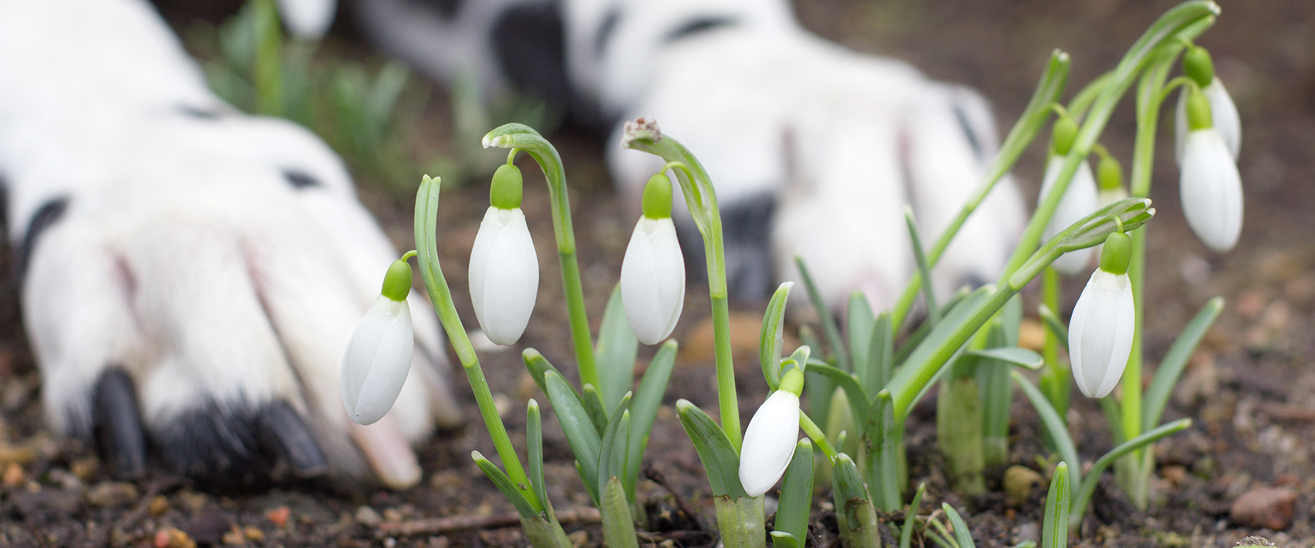 Are Snowdrops Poisonous to Dogs? | TrustedHousesitters.com