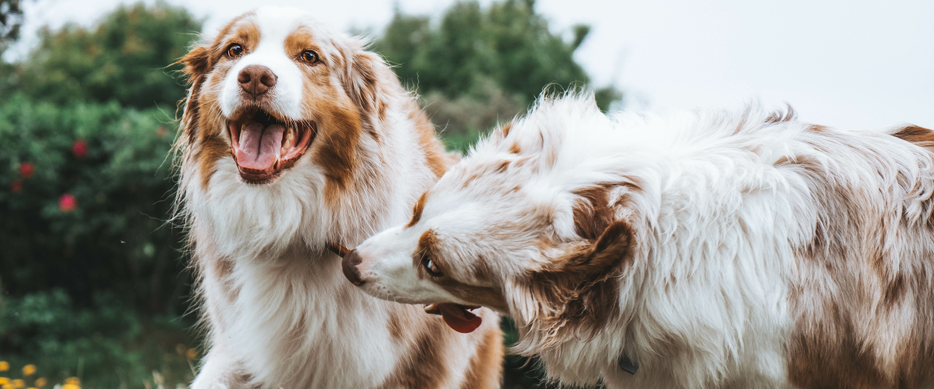 Australian Shepherd Names G'day! 200 Australian Dog Names Perfect For