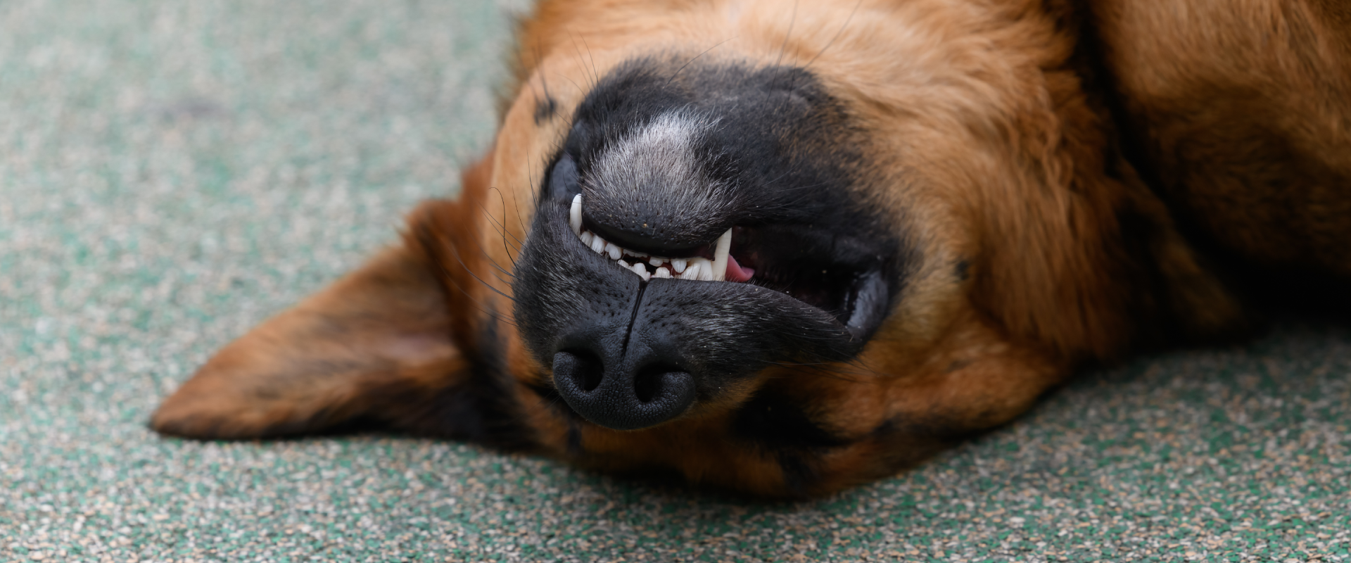 The Noisy World of Dog Snoring | TrustedHousesitters.com