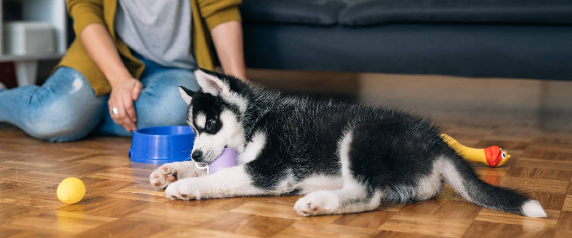A Guide to Husky Puppies | TrustedHousesitters.com