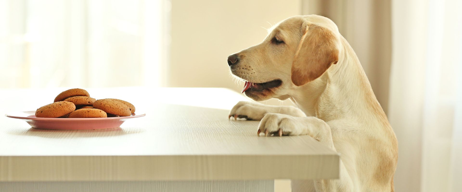 Can Dogs Eat Sweet Potatoes? | TrustedHousesitters.com