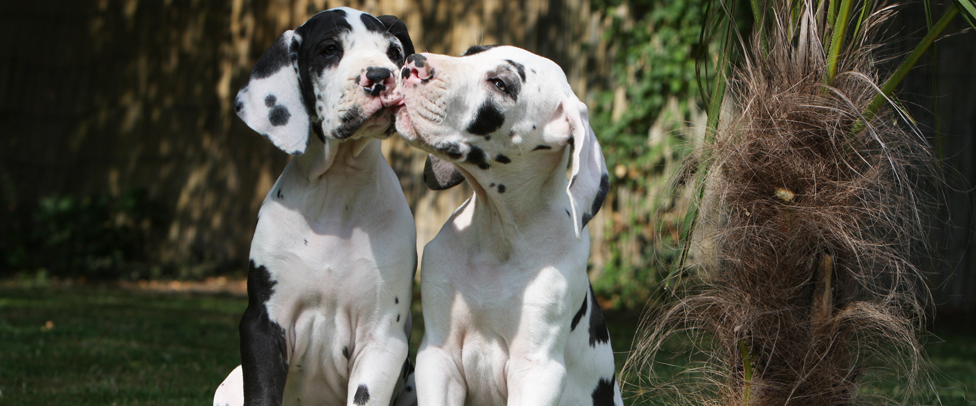 120 Popular Great Dane Names for Your Gentle Giant ...