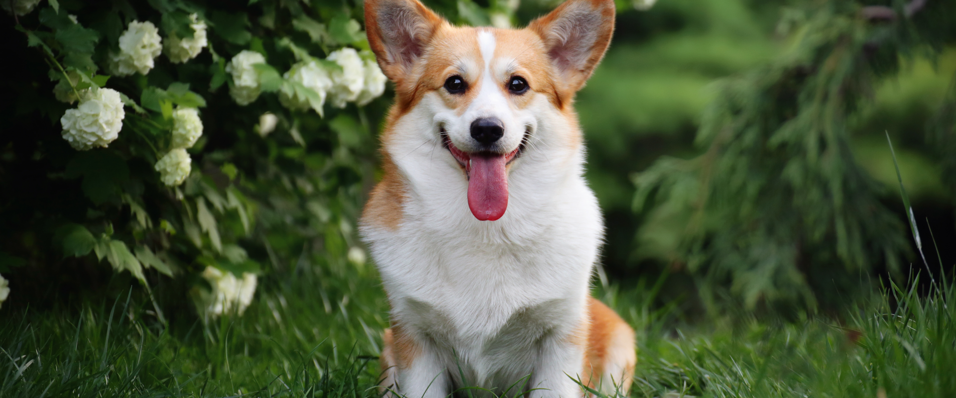 100+ Remarkable Dog Names that Start with R | TrustedHousesitters.com