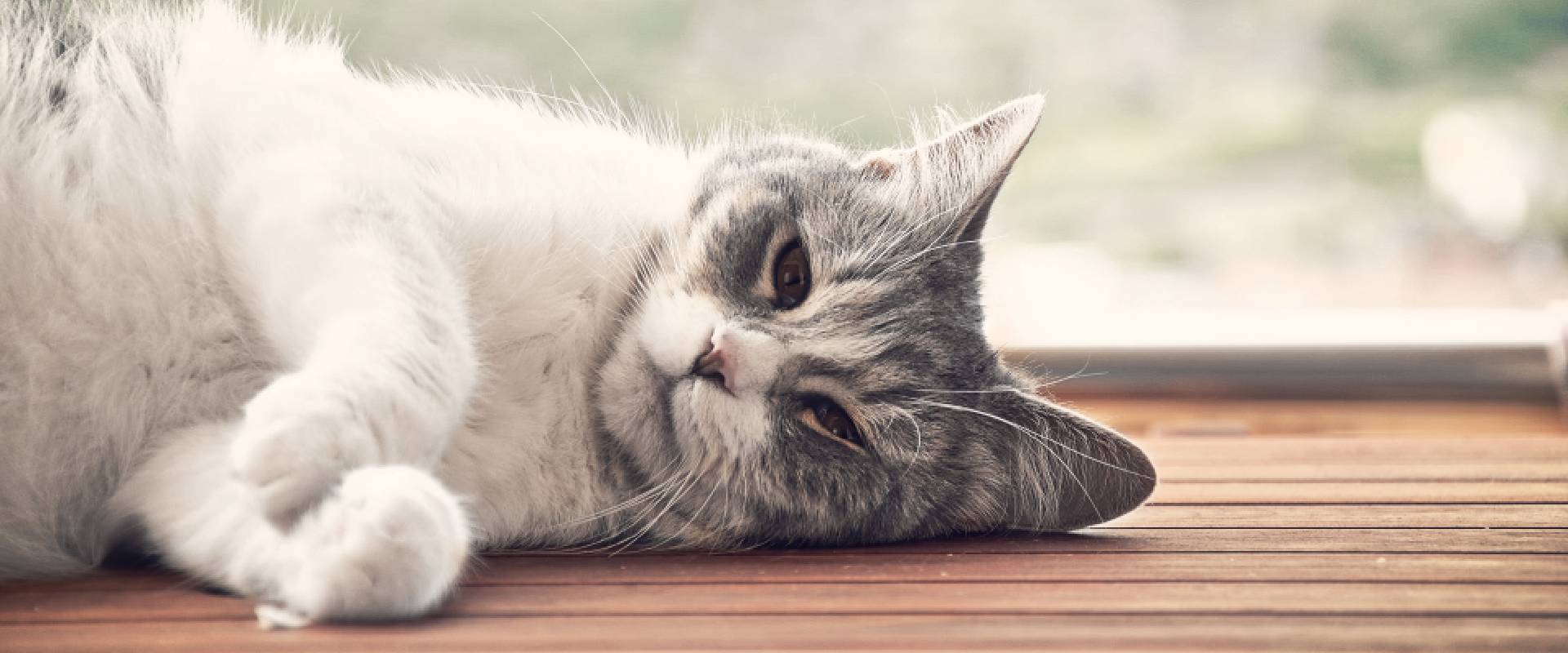 Is My Cat Depressed? Cat Depression Signs and Treatments ...