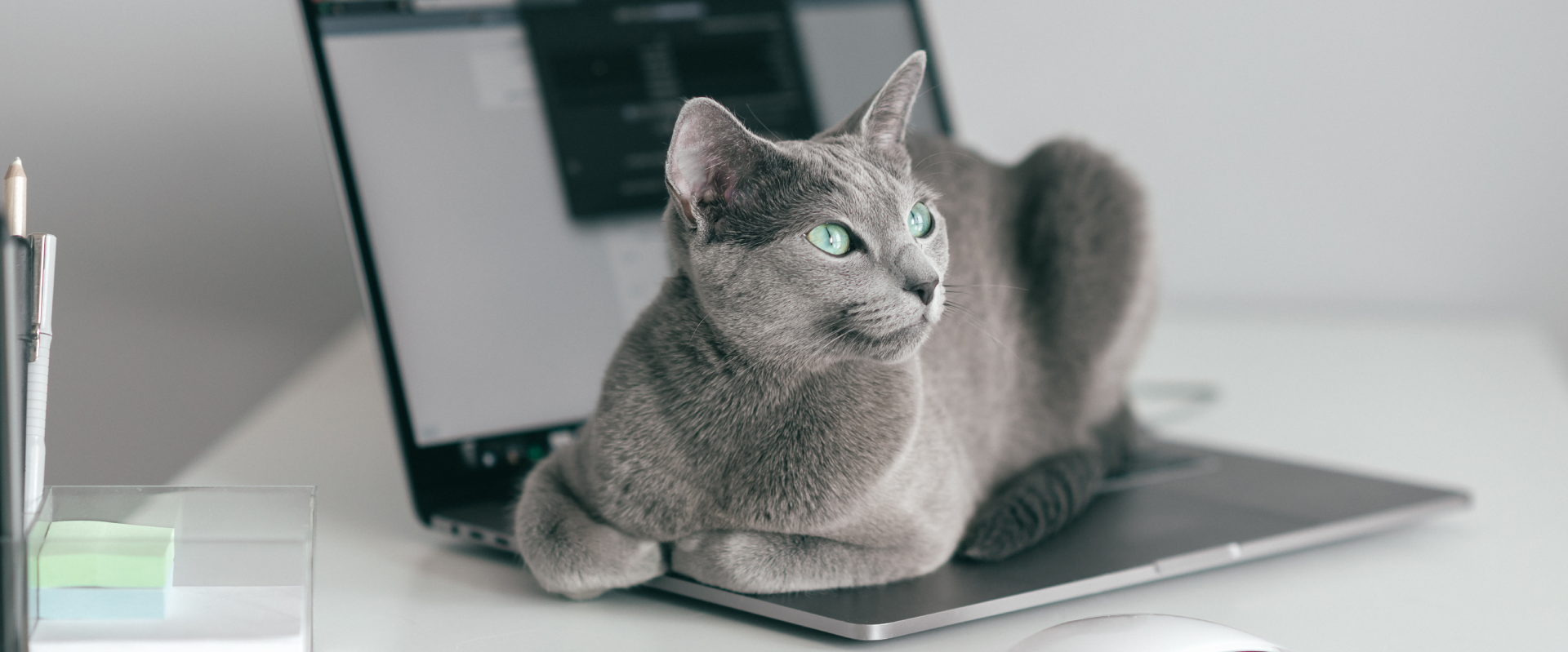 Cat brain facts - mind blowing truths into cat intelligence ...