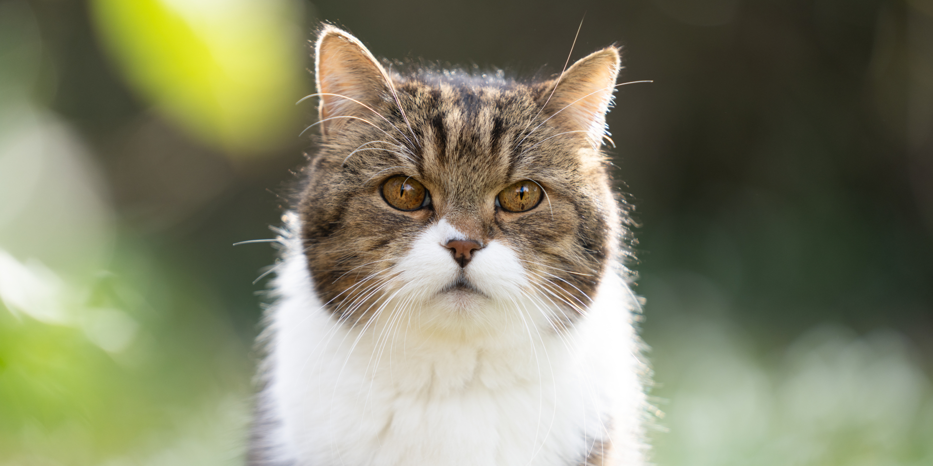 100+ Vibrant Cat Names That Start with V | TrustedHousesitters.com