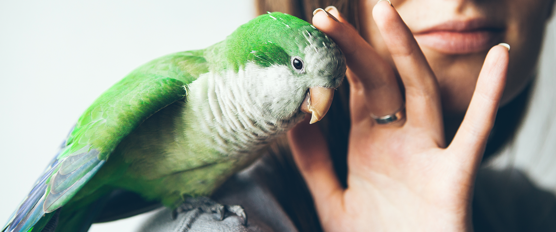 7 Reasons to Have Birds as Pets | TrustedHousesitters.com