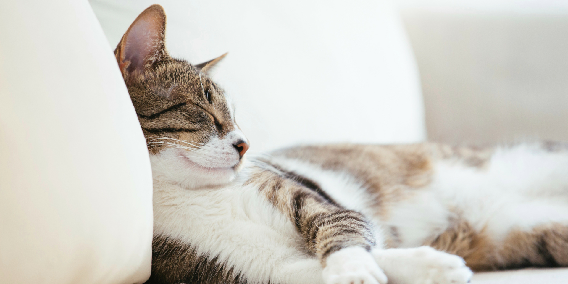 Tabby Cat Names | TrustedHousesitters.com