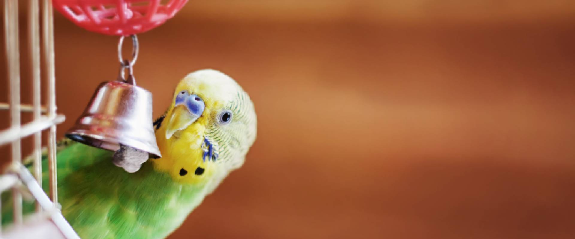 How to Take Care of a Bird: Tips for Bird Care | TrustedHousesitters.com