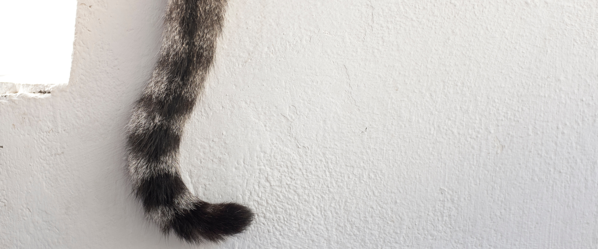 Why do cats have tails? The tell-tail truths and facts ...