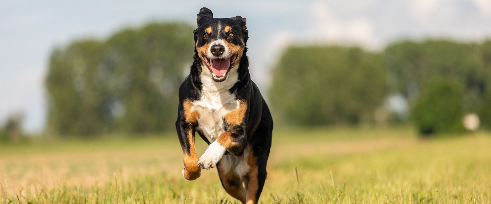 The Complete Collection of Dog Names that Start with C ...