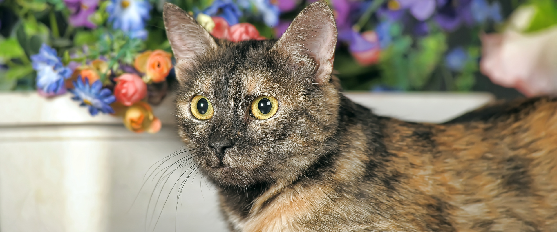 Tortitude: understanding your tortoiseshell cat | TrustedHousesitters.com