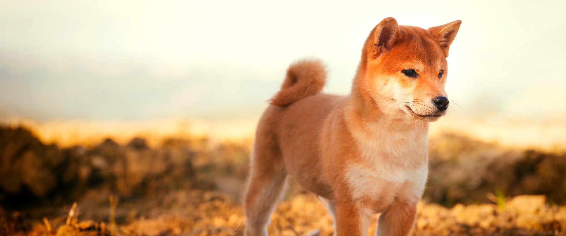 Everything You Need to Know About the Shiba Inu | TrustedHousesitters.com