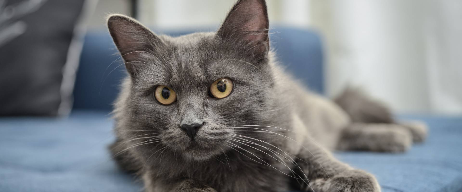 Gray Cat Breeds | TrustedHousesitters.com