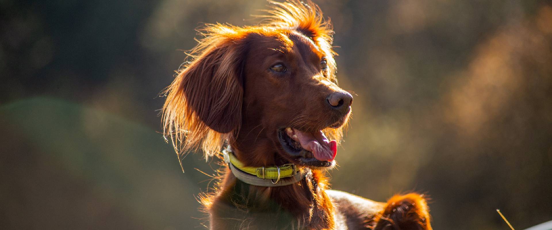 Irish Doodle Breed Guide | TrustedHousesitters.com