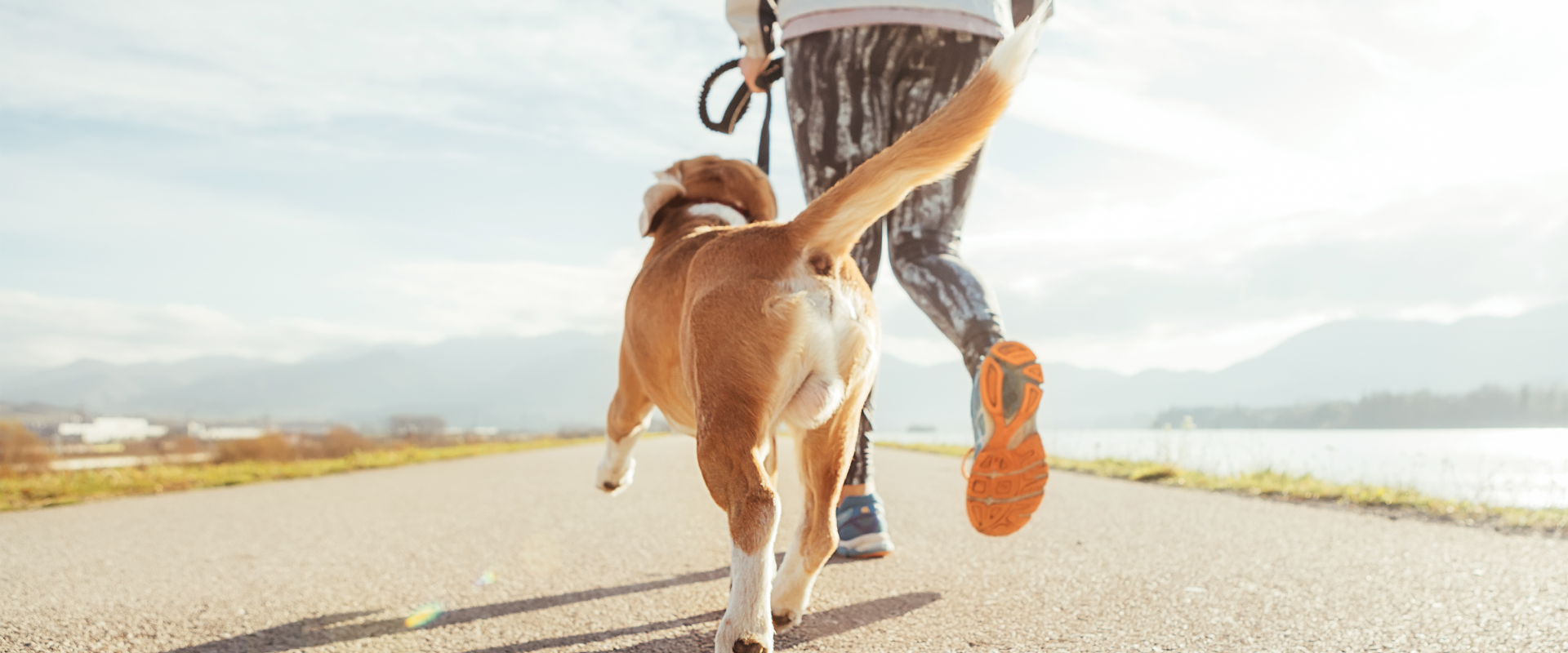 Reasons Why Your Dog Refuses To Walk | TrustedHousesitters.com