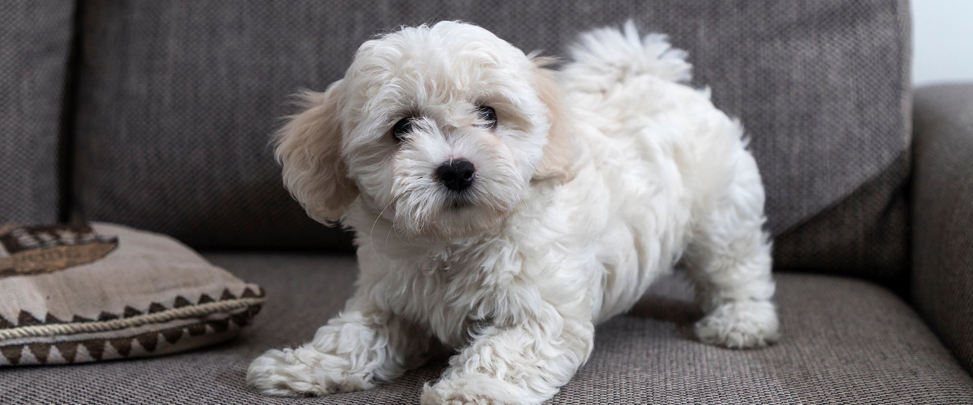 8 Fun Facts about the Poochon | TrustedHousesitters.com