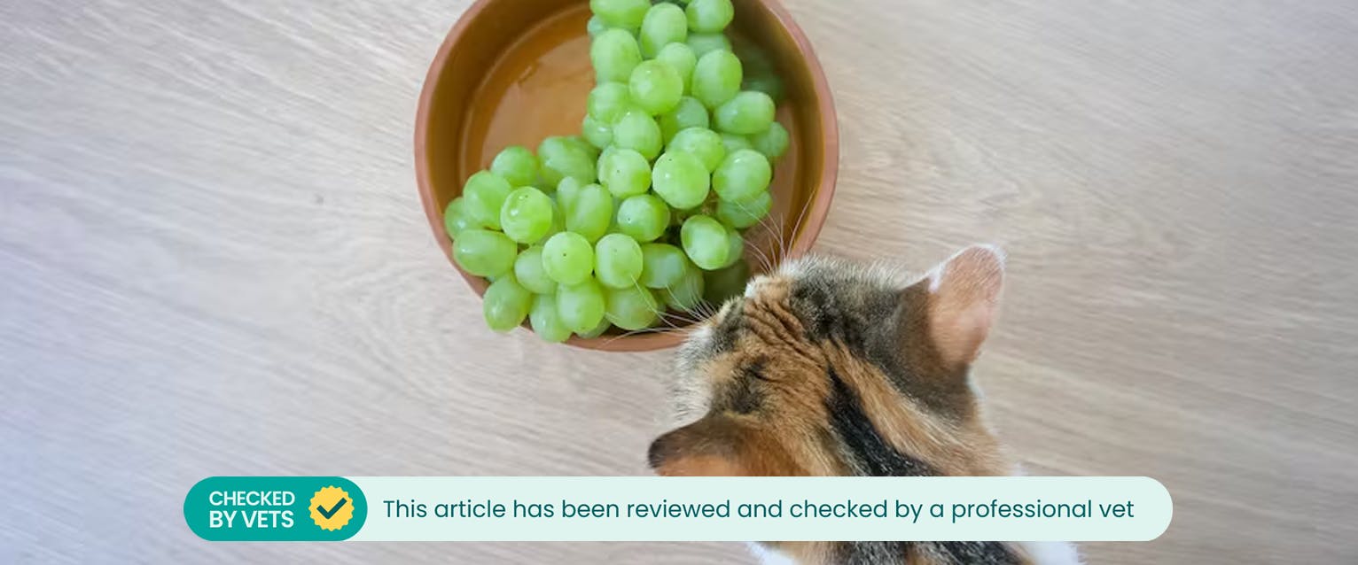 Are Grapes Poisonous To Dogs And Cats