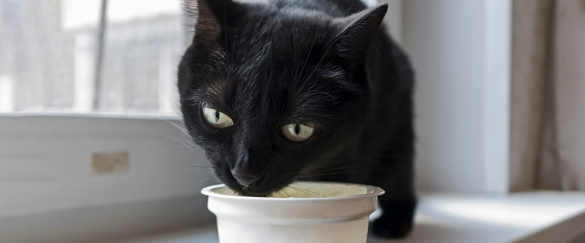 Can Cats Eat Cream? | TrustedHousesitters.com