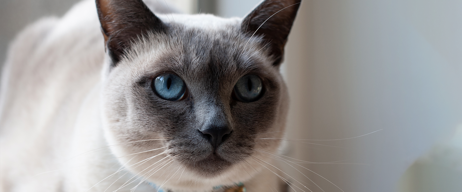 9 Rare Cat Breeds | TrustedHousesitters.com