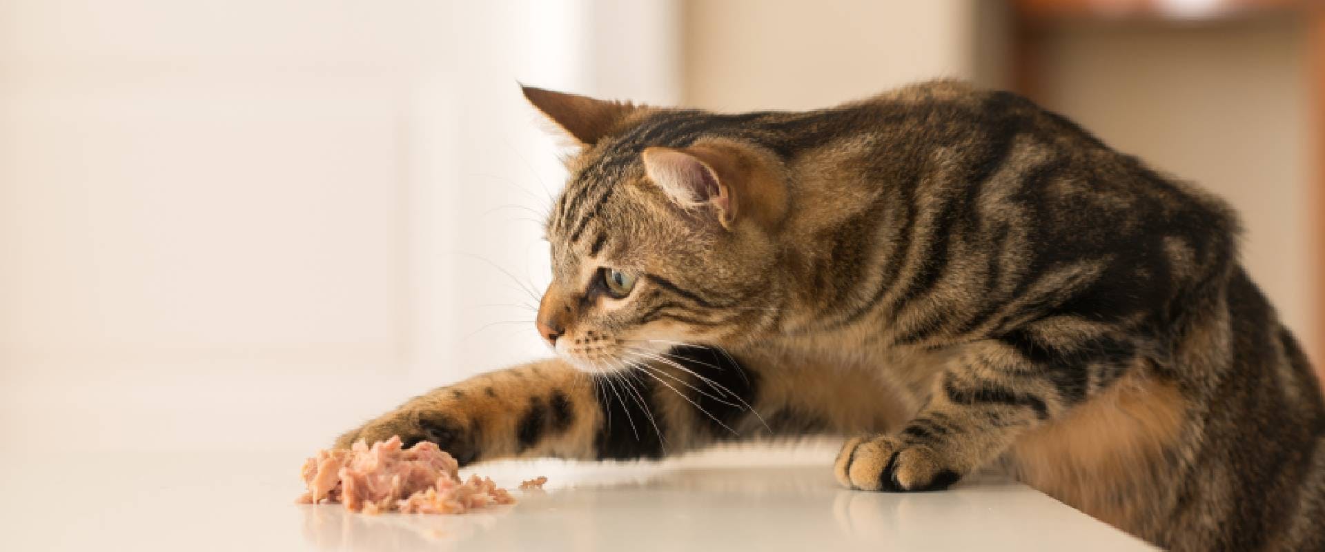 Cats Eating Fish