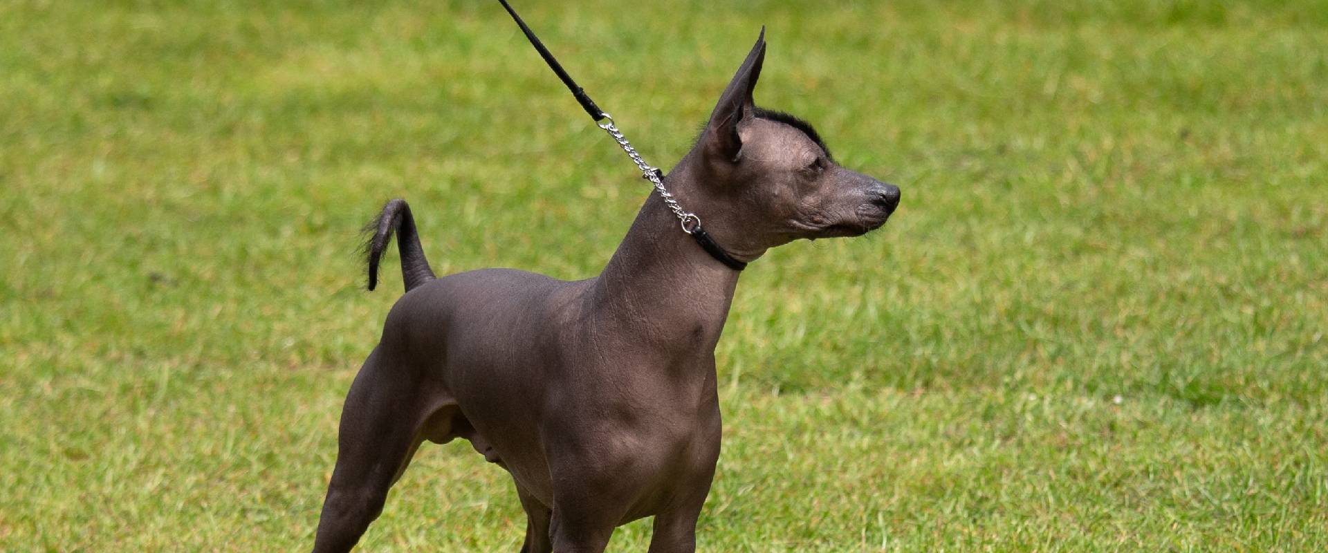 Xoloitzcuintli Dog Breed Guide | TrustedHousesitters.com