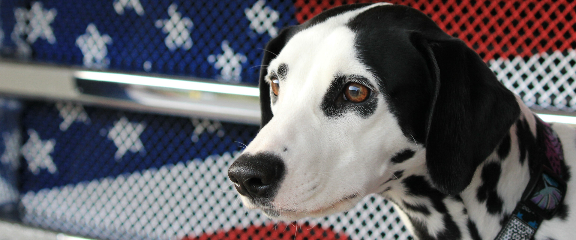 The History of Dalmatian Fire Dogs | TrustedHousesitters.com