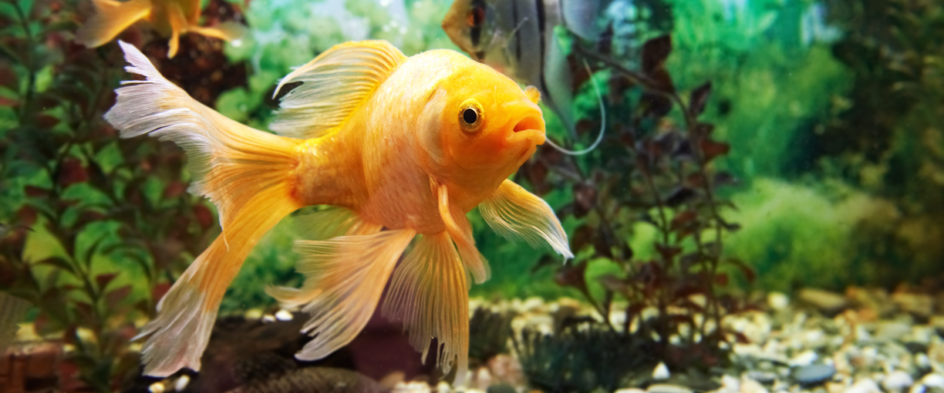 House Sitting with TrustedHousesitters | TrustedHousesitters.com