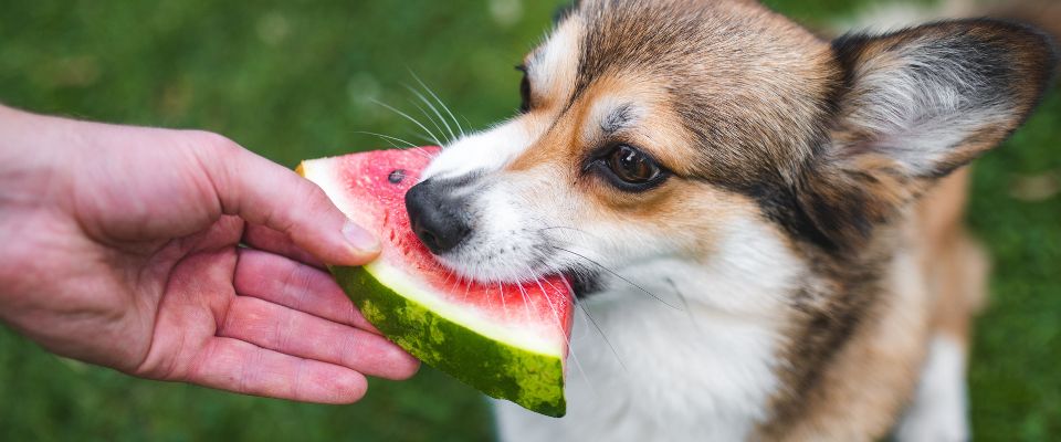 Can Dogs Eat Watermelon? | TrustedHousesitters.com