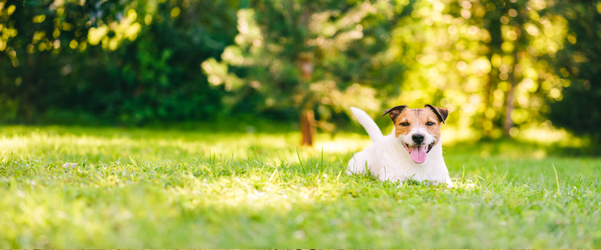 The Complete Collection of Dog Names that Start with C ...