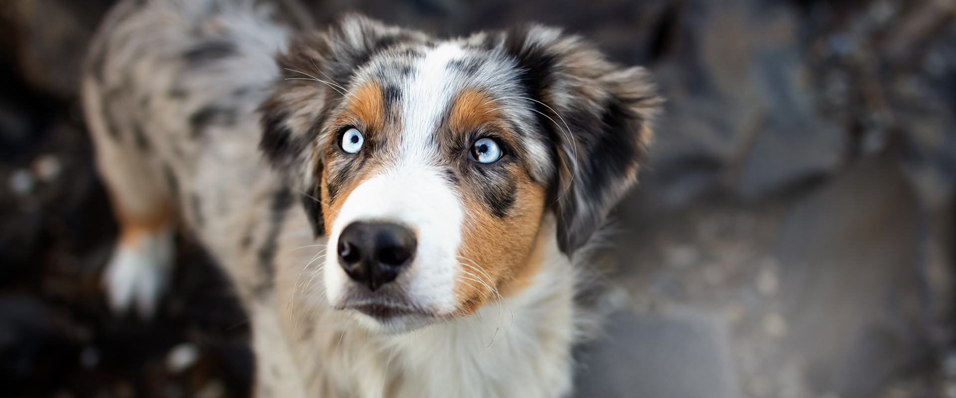 Australian Shepherd Names G'day! 200 Australian Dog Names Perfect For