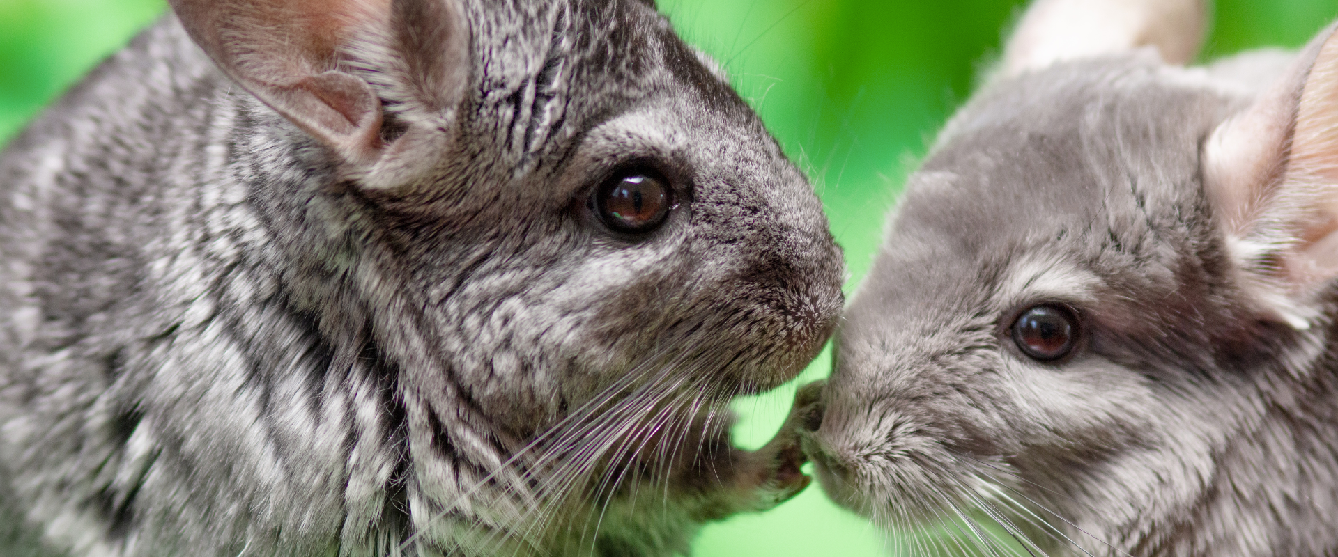 Weird & Wonderful Pets: The Most Popular Unique Pets in Each State ...