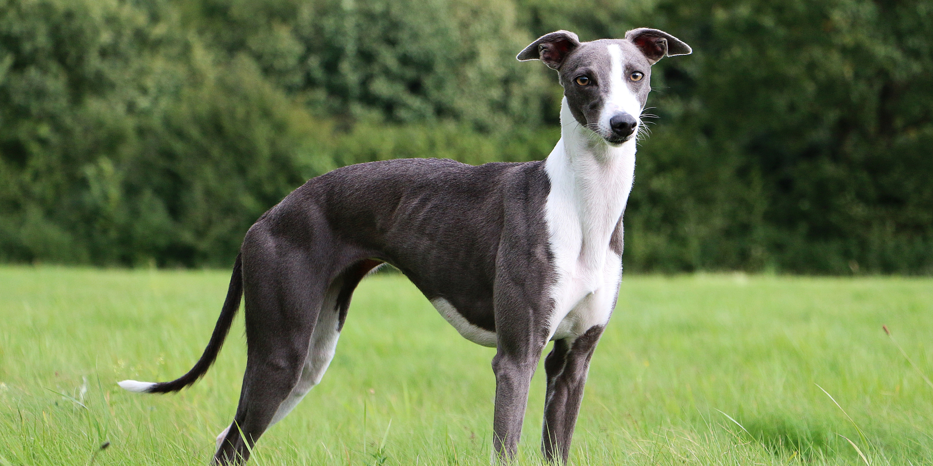 70+ Cartoon Dog Names for Your Canine Character | TrustedHousesitters.com