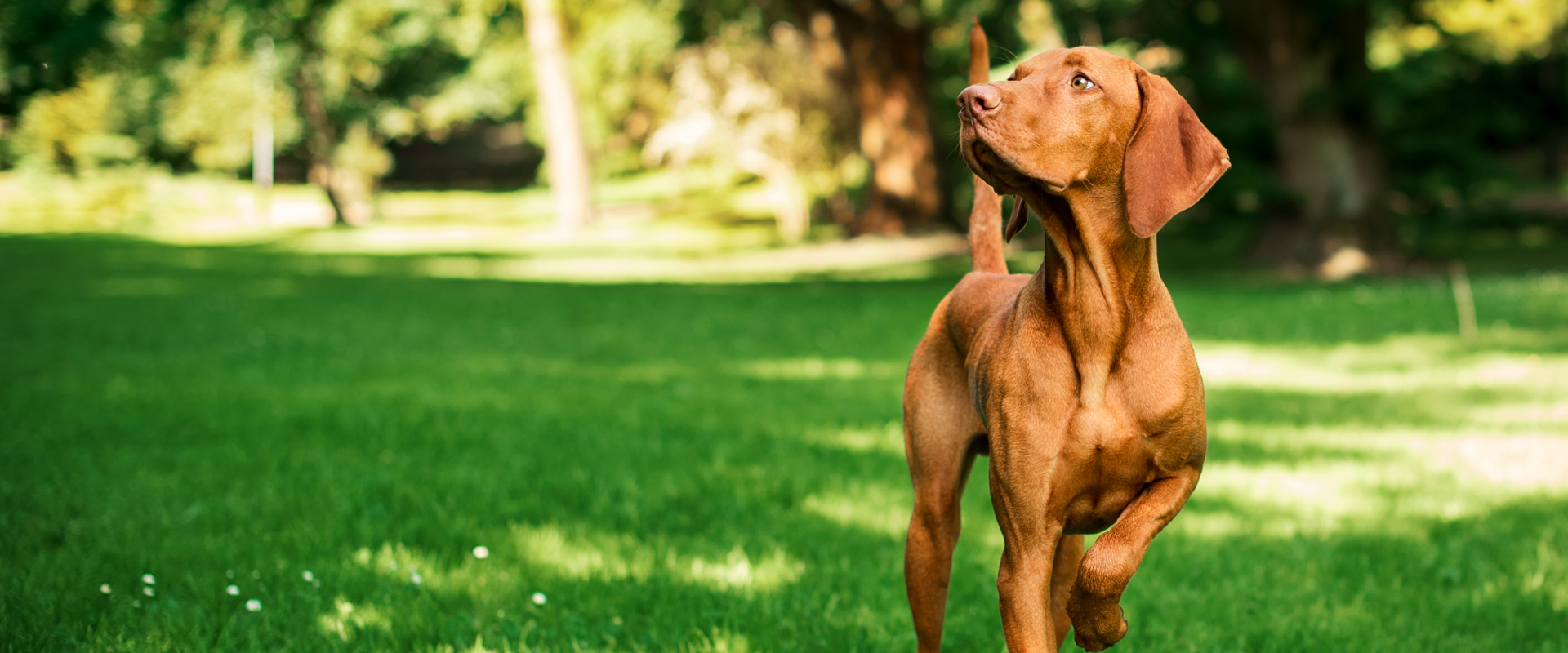 Deciding When to Spay a Dog | TrustedHousesitters.com