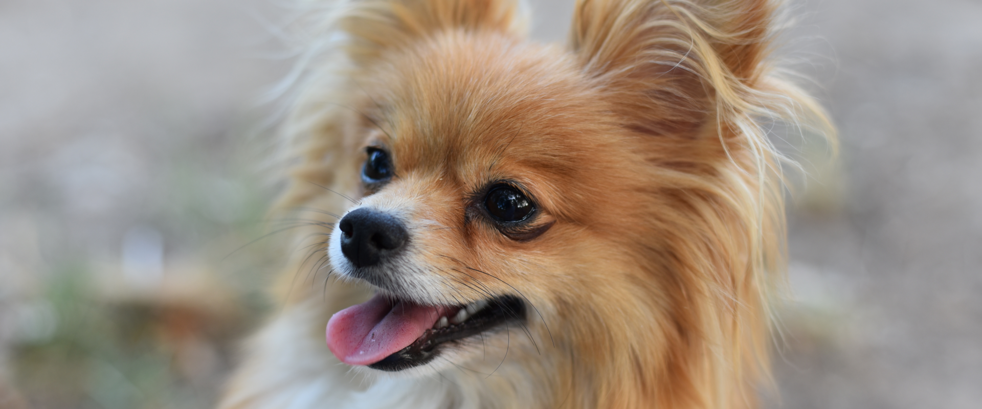 Iconic dog names that start with I | TrustedHousesitters.com