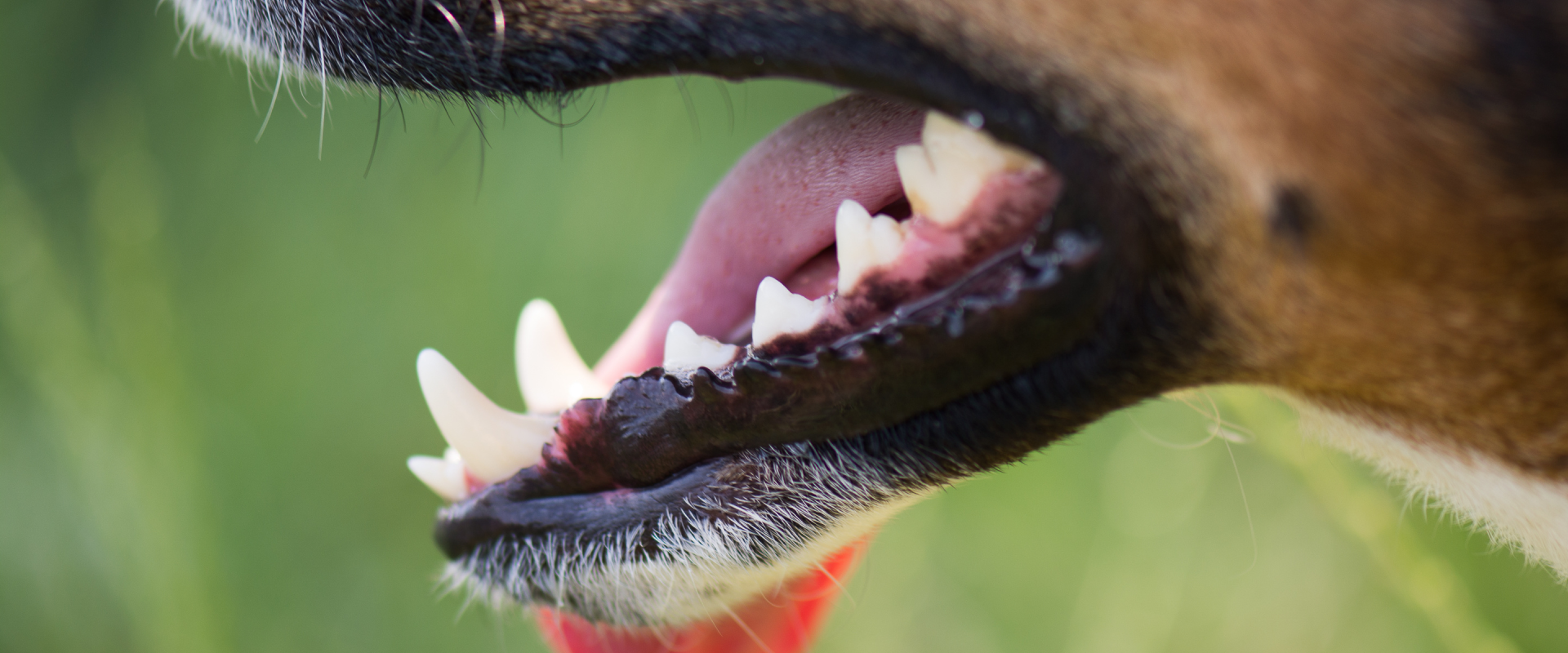 Dog dental care and healthy dog teeth tips | TrustedHousesitters.com