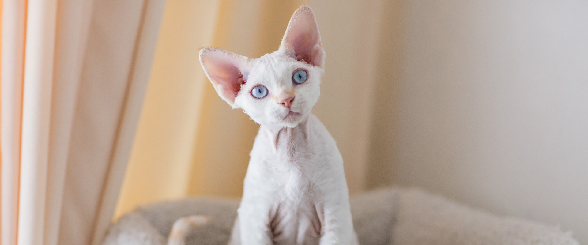 The bright white cat: white cat breeds and fur facts ...