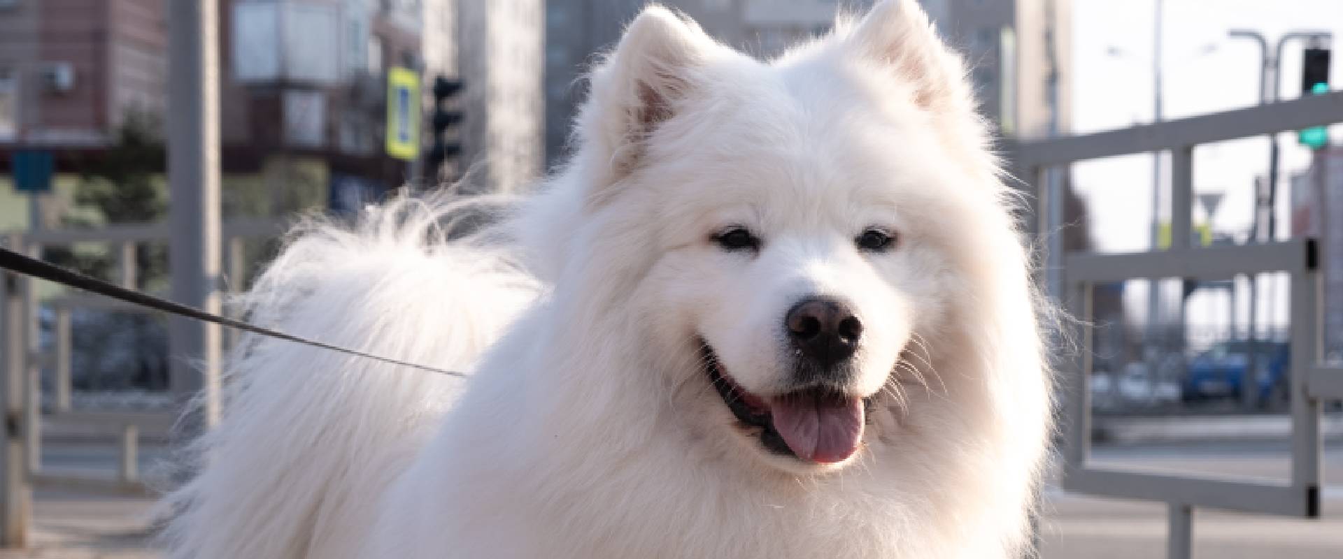 Dogs That Look Like Foxes | TrustedHousesitters.com