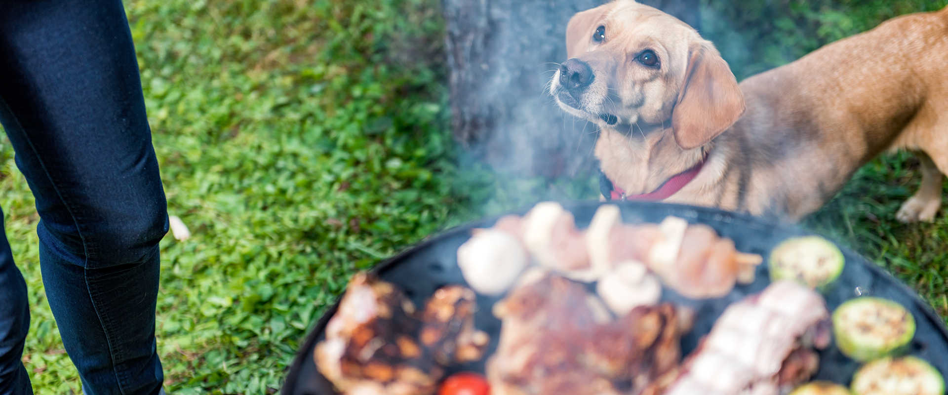 Can Dogs Eat BBQ? | TrustedHousesitters.com