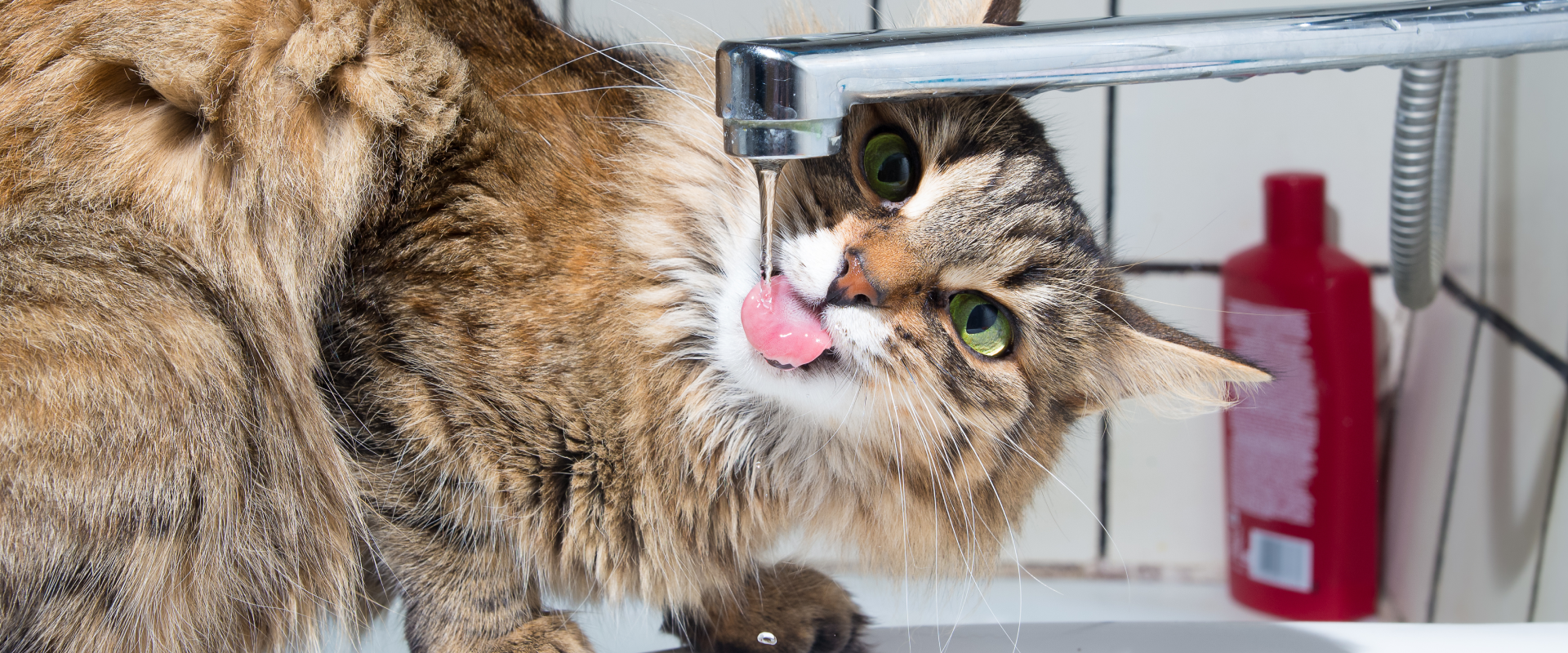 Cat Dehydration: Symptoms & How To Act | TrustedHousesitters.com